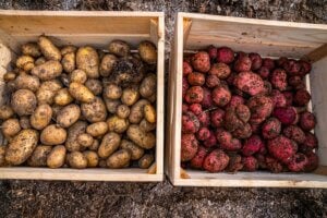 Root Cellaring for Beginners: Your Guide to Home Food Storage ...