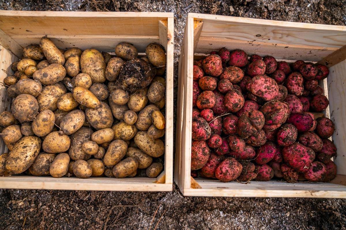 Root Cellaring for Beginners: Your Guide to Home Food Storage ...