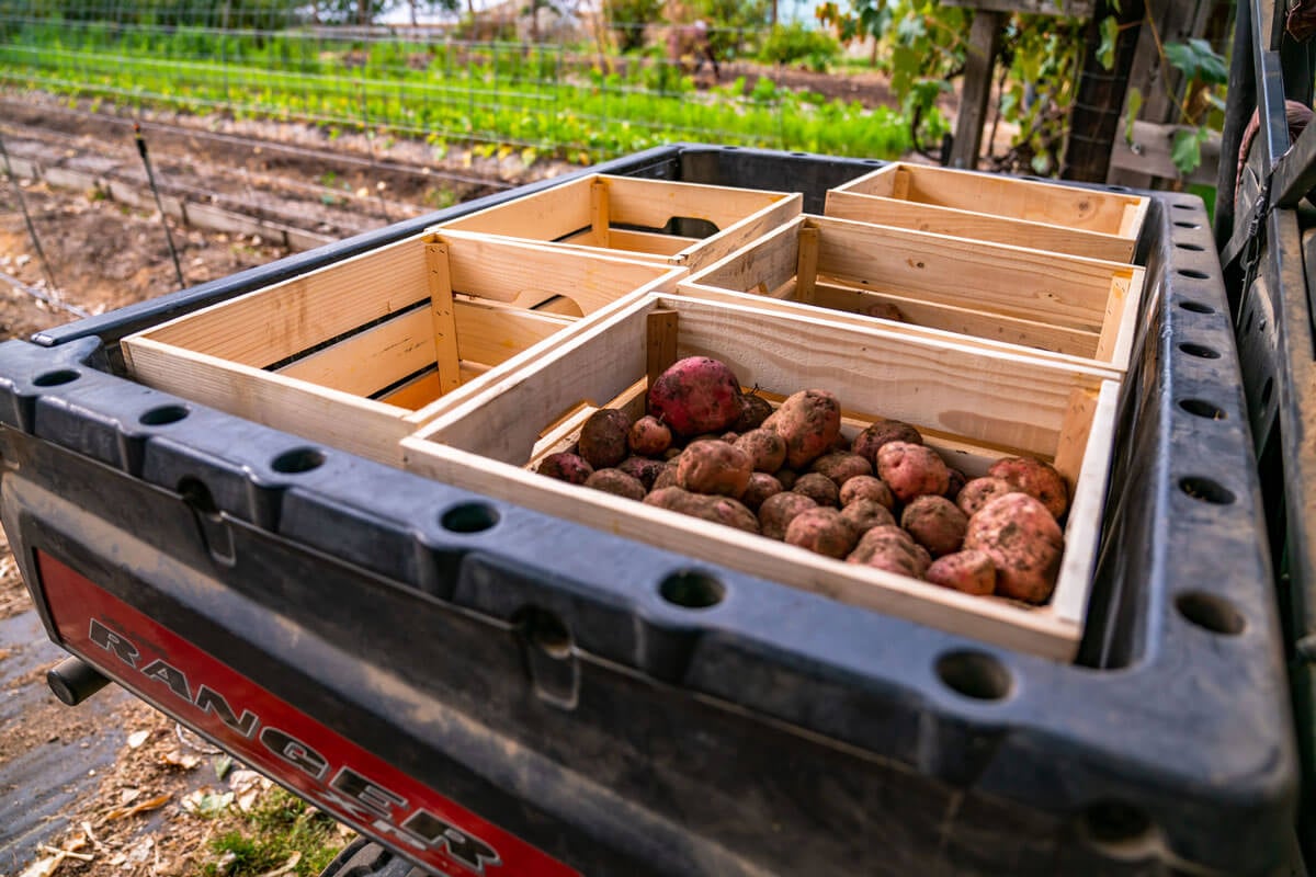 Root Cellaring for Beginners: Your Guide to Home Food Storage ...