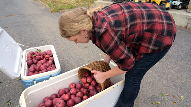 Guide to Storing Apples (Fresh & Crisp All Winter) — Homesteading Family