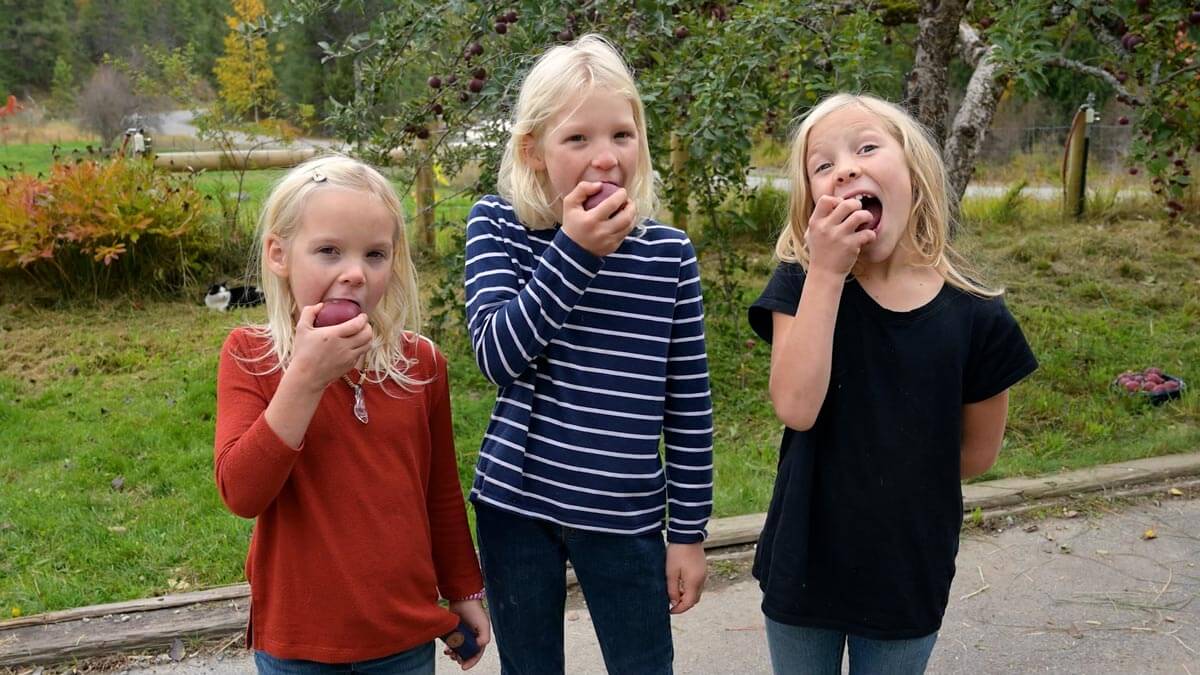 Guide to Storing Apples (Fresh & Crisp All Winter) — Homesteading Family