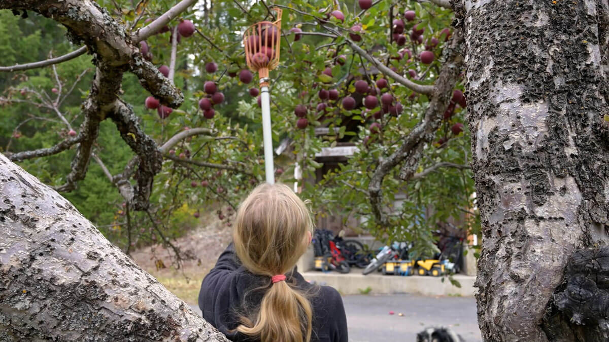 Guide to Storing Apples (Fresh & Crisp All Winter) — Homesteading Family