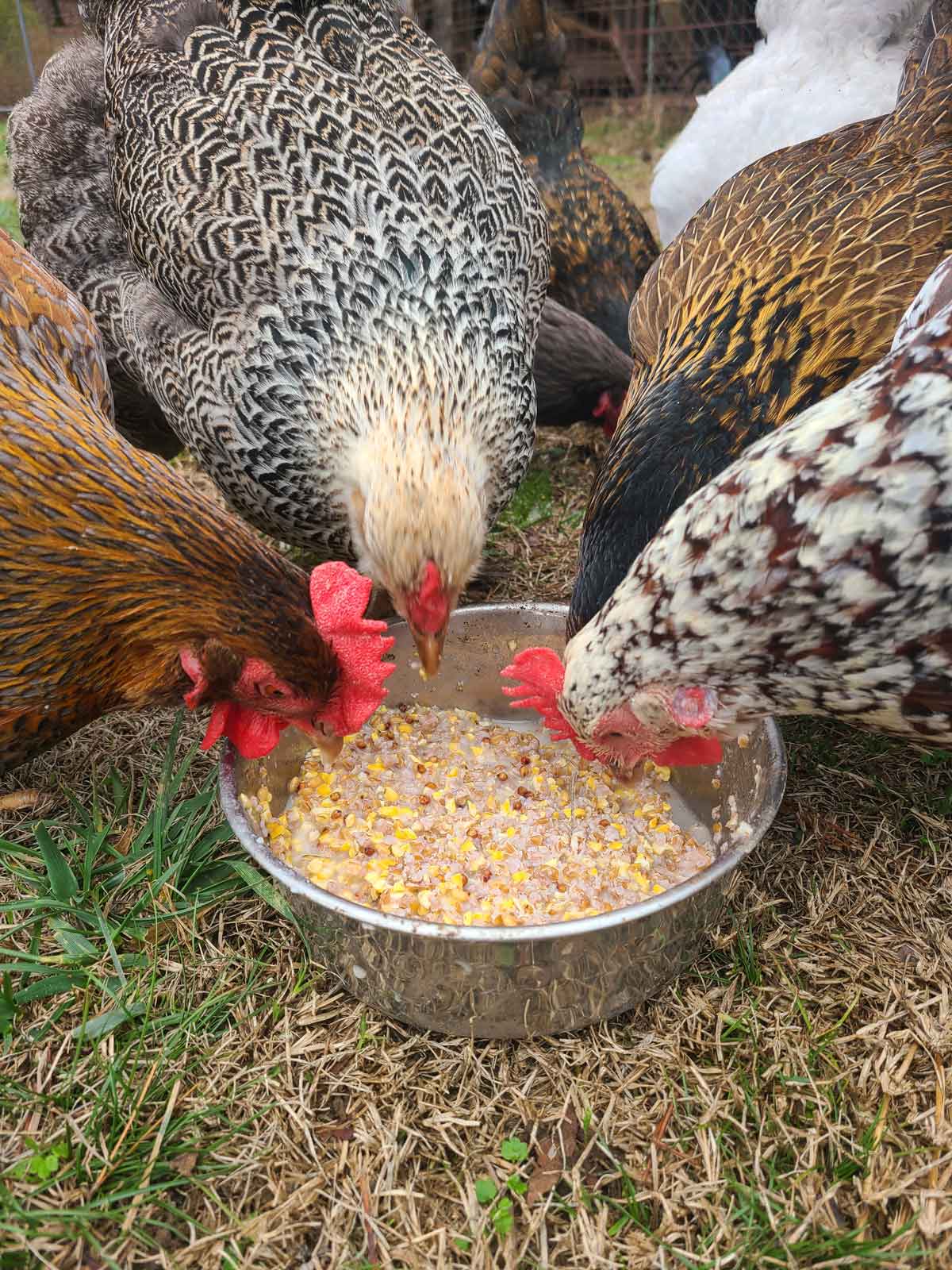 Poultry Diseases Common to the Homestead (+Treating Them with Herbs ...