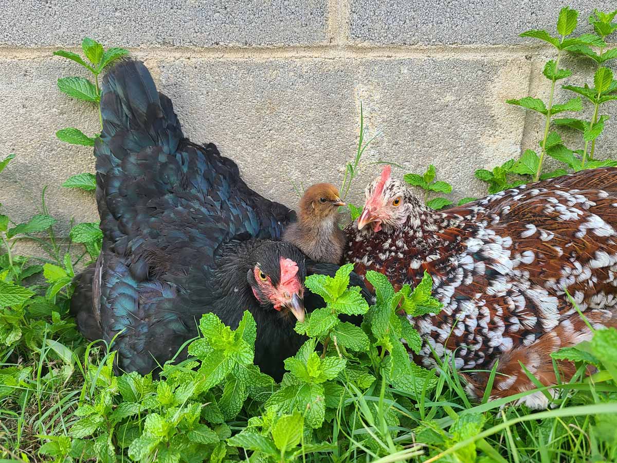 Poultry Diseases Common to the Homestead (+Treating Them with Herbs ...