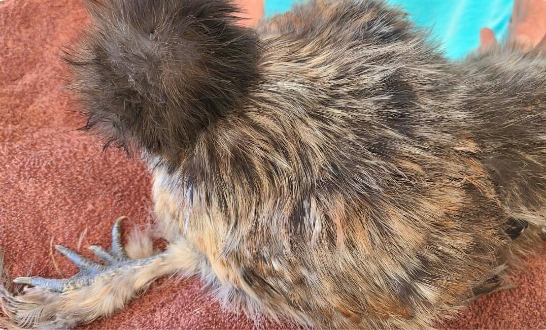 Poultry Diseases Common to the Homestead (+Treating Them with Herbs ...