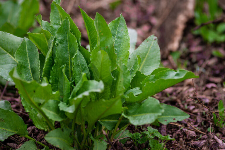 Fresh Sorrel Sauce: Perfect for Spring Dishes — Homesteading Family