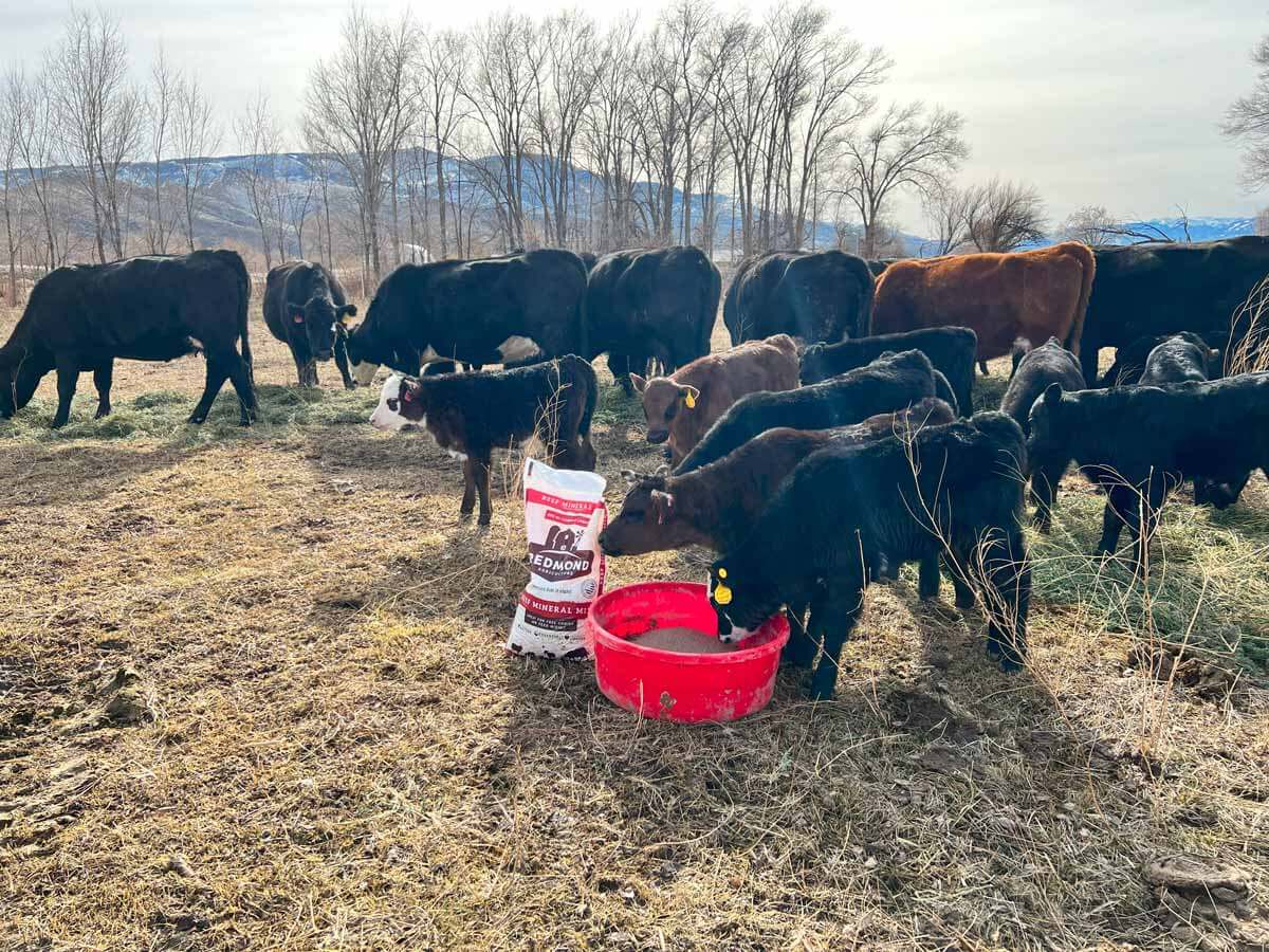 Mineral Supplements for Livestock — Homesteading Family