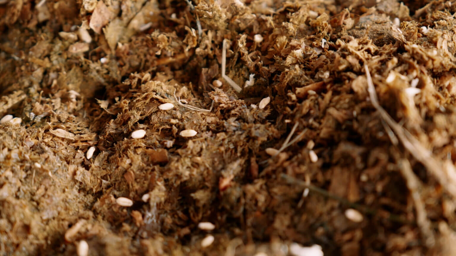 Deep Bedding Method for Livestock (Cleaner Barns & Healthier Animals ...