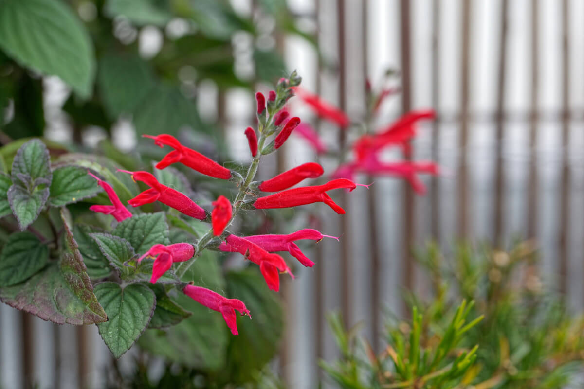 Growing Sage: Tips for a Thriving Herb Garden — Homesteading Family