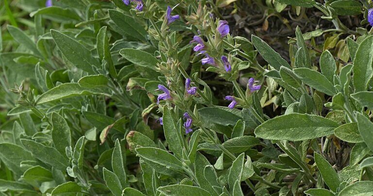 Growing Sage: Tips for a Thriving Herb Garden — Homesteading Family