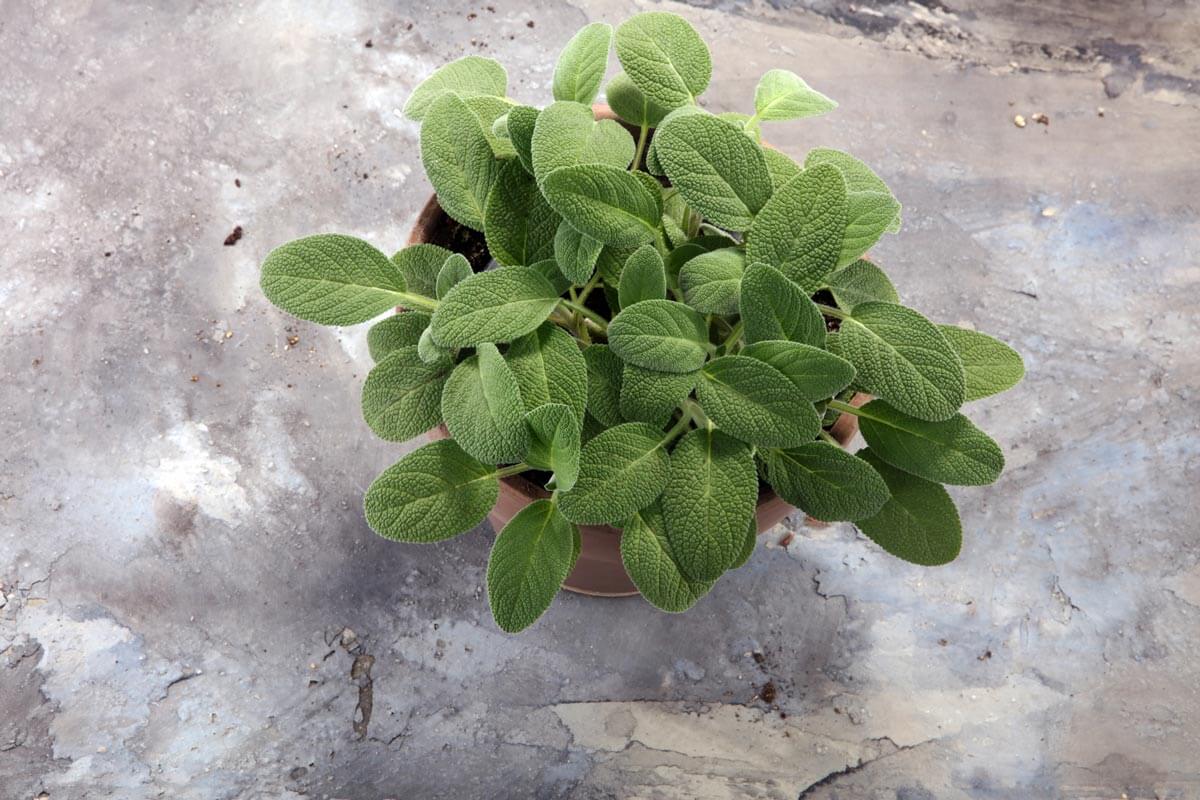 Growing Sage: Tips for a Thriving Herb Garden — Homesteading Family
