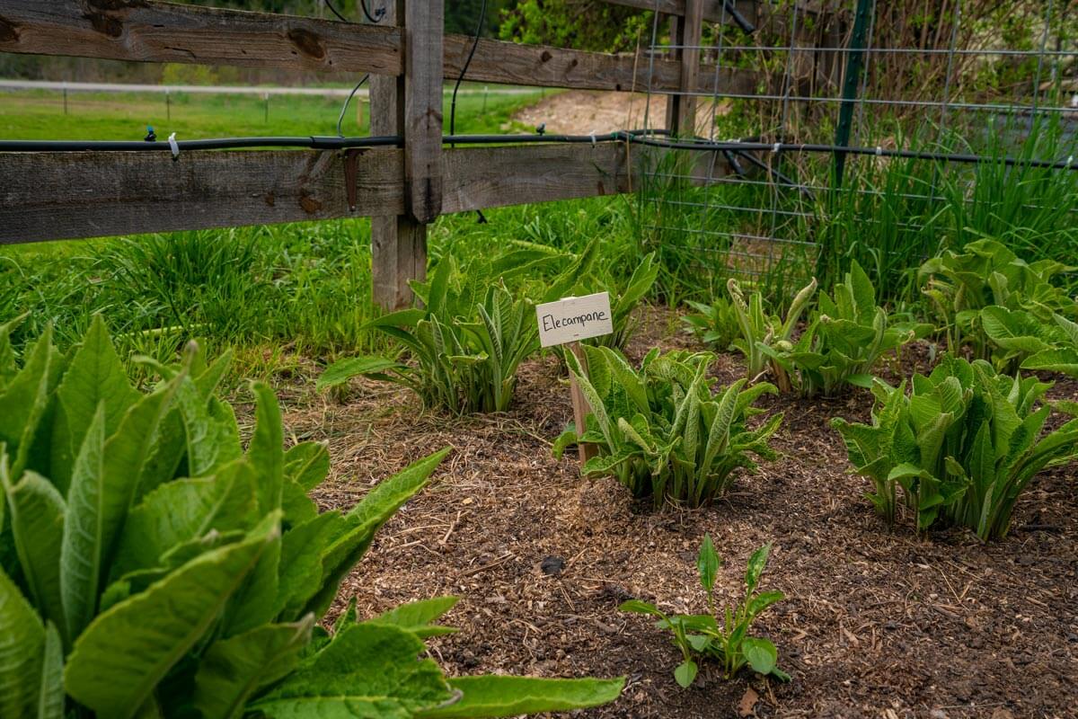 Elecampane Benefits and Growing Guide — Homesteading Family