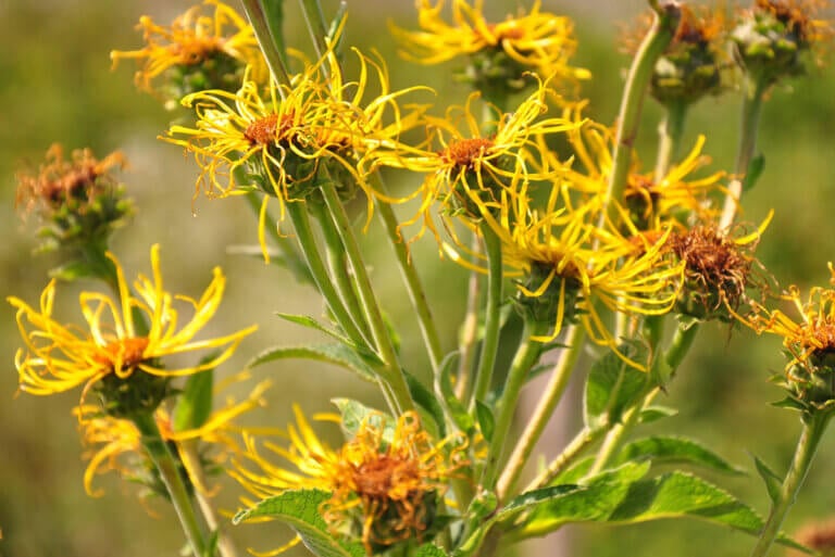 Elecampane Benefits and Growing Guide — Homesteading Family