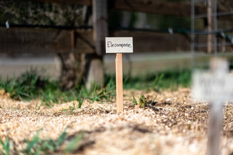 Elecampane Benefits and Growing Guide — Homesteading Family