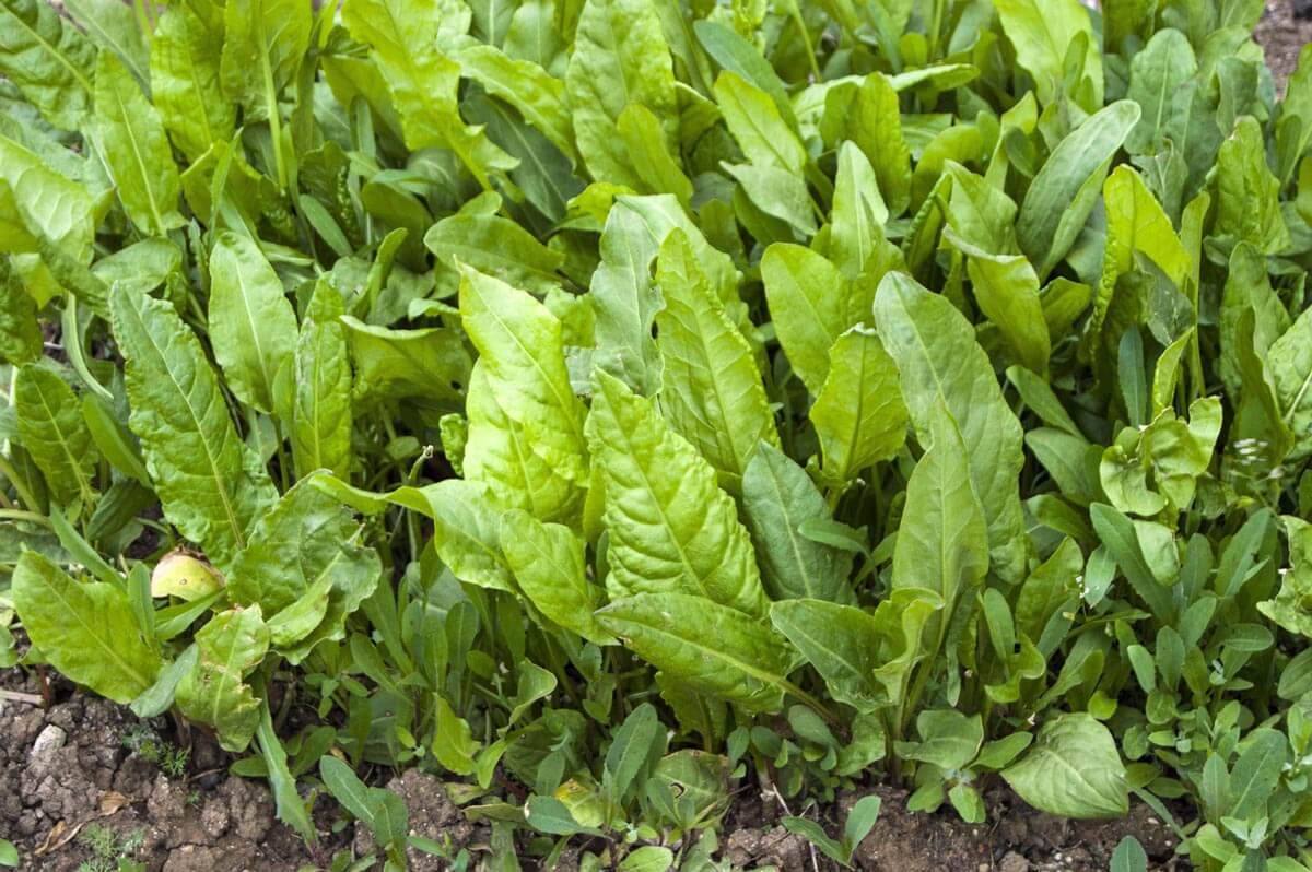 Foraging Herbs in Your Backyard (Medicinal Herbs) — Homesteading Family