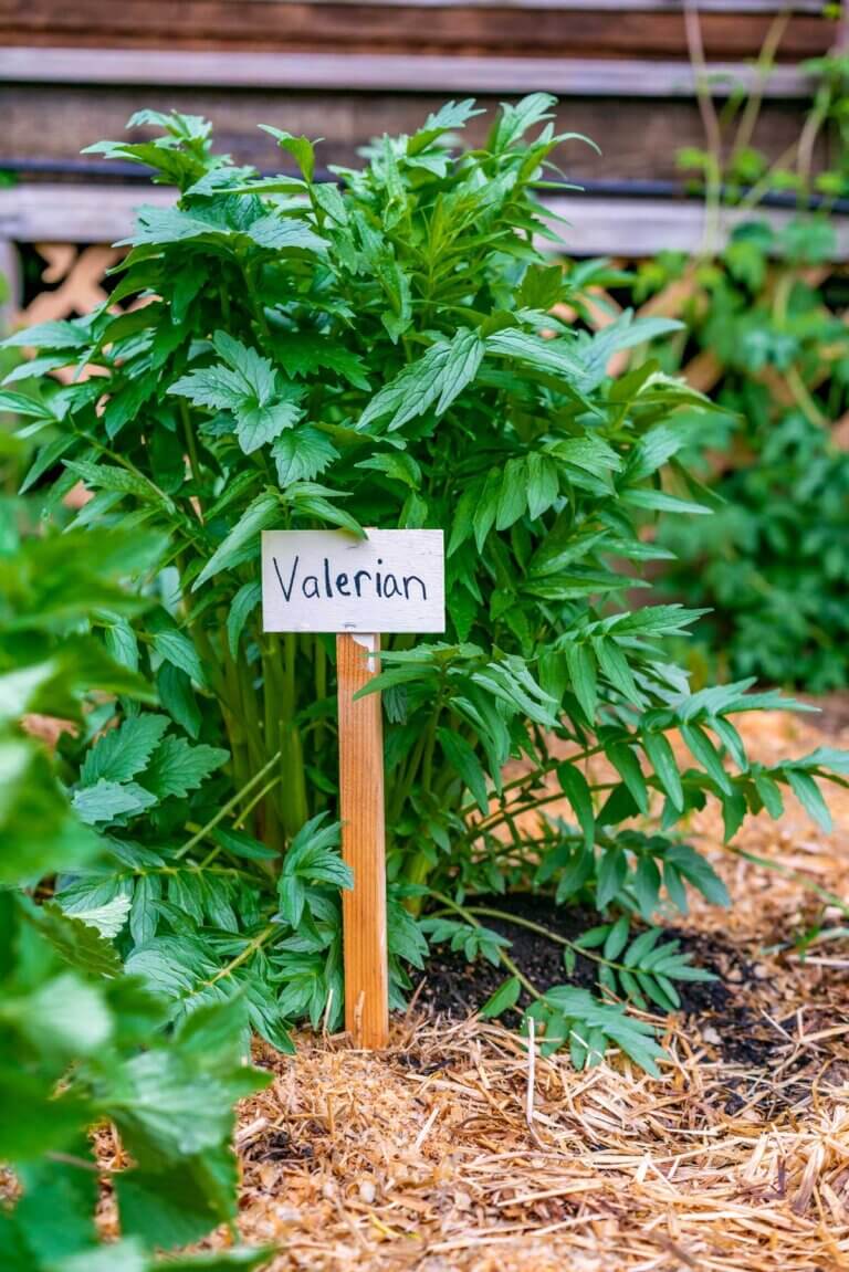 Valerian Plant Benefits & Growing Tips | Herbal Guide — Homesteading Family