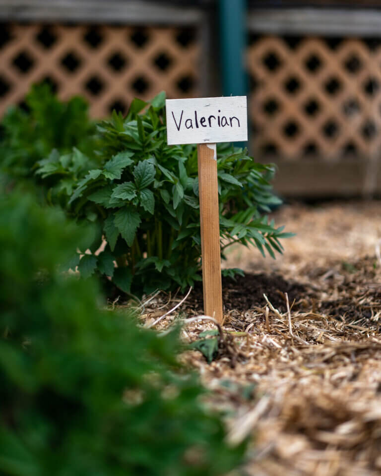 Valerian Plant Benefits & Growing Tips | Herbal Guide — Homesteading Family