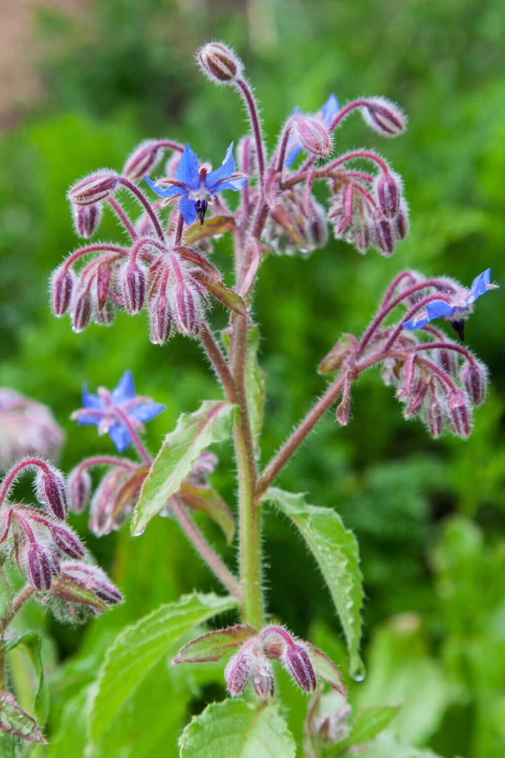 Borage Plant Benefits and Cultivation Tips — Homesteading Family