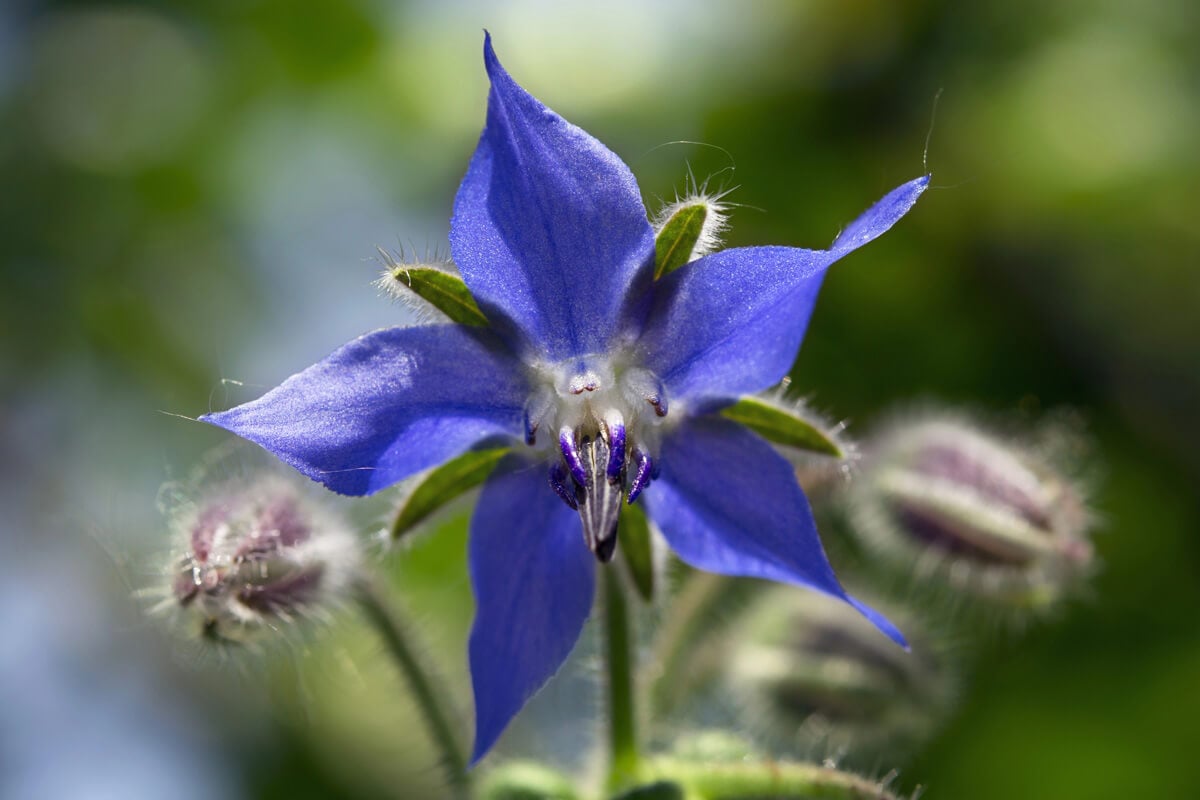 Borage Plant Benefits and Cultivation Tips — Homesteading Family