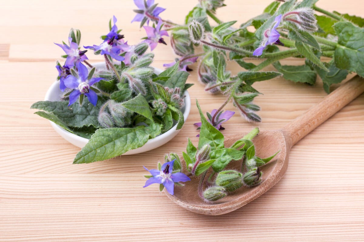 Borage Plant Benefits and Cultivation Tips — Homesteading Family