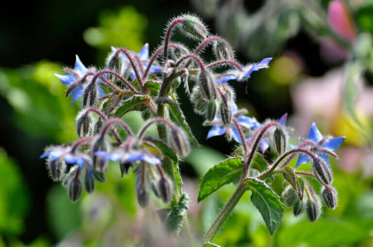 Borage Plant Benefits and Cultivation Tips — Homesteading Family