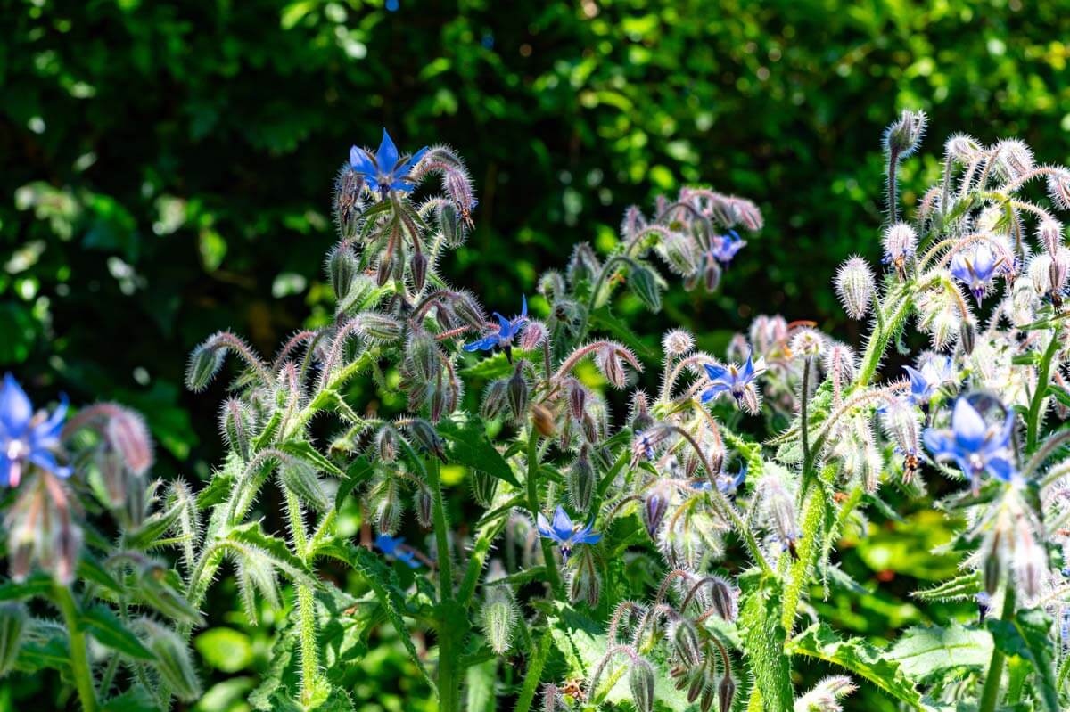 Borage Plant Benefits and Cultivation Tips — Homesteading Family