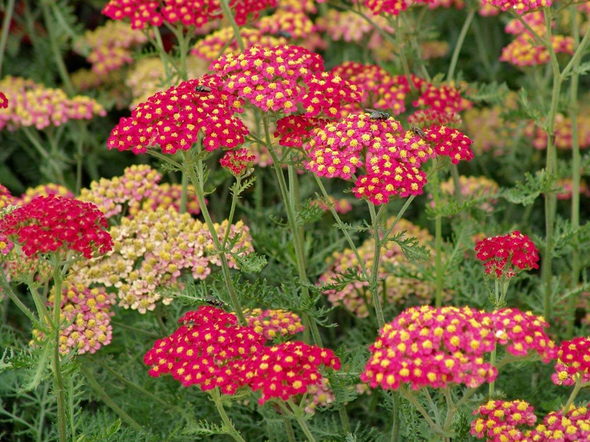 Yarrow Plant: A Resilient and Versatile Herbal Remedy — Homesteading Family