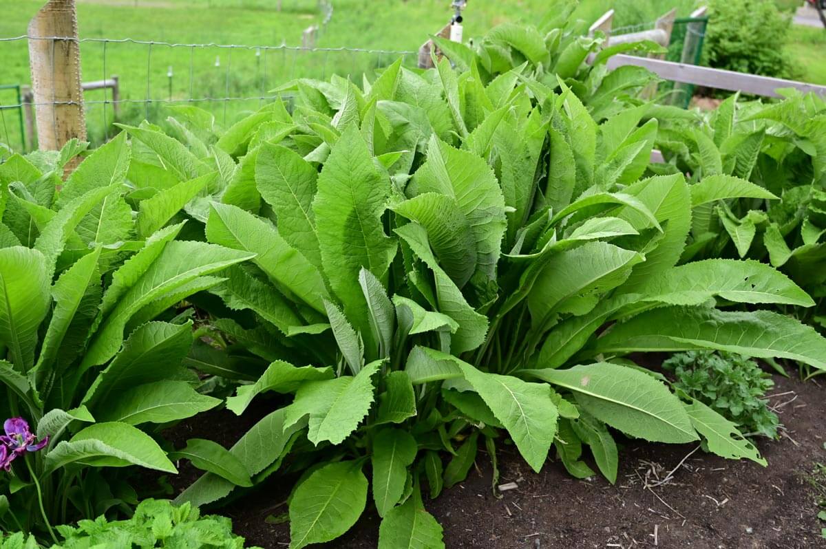 Elecampane Benefits and Growing Guide — Homesteading Family