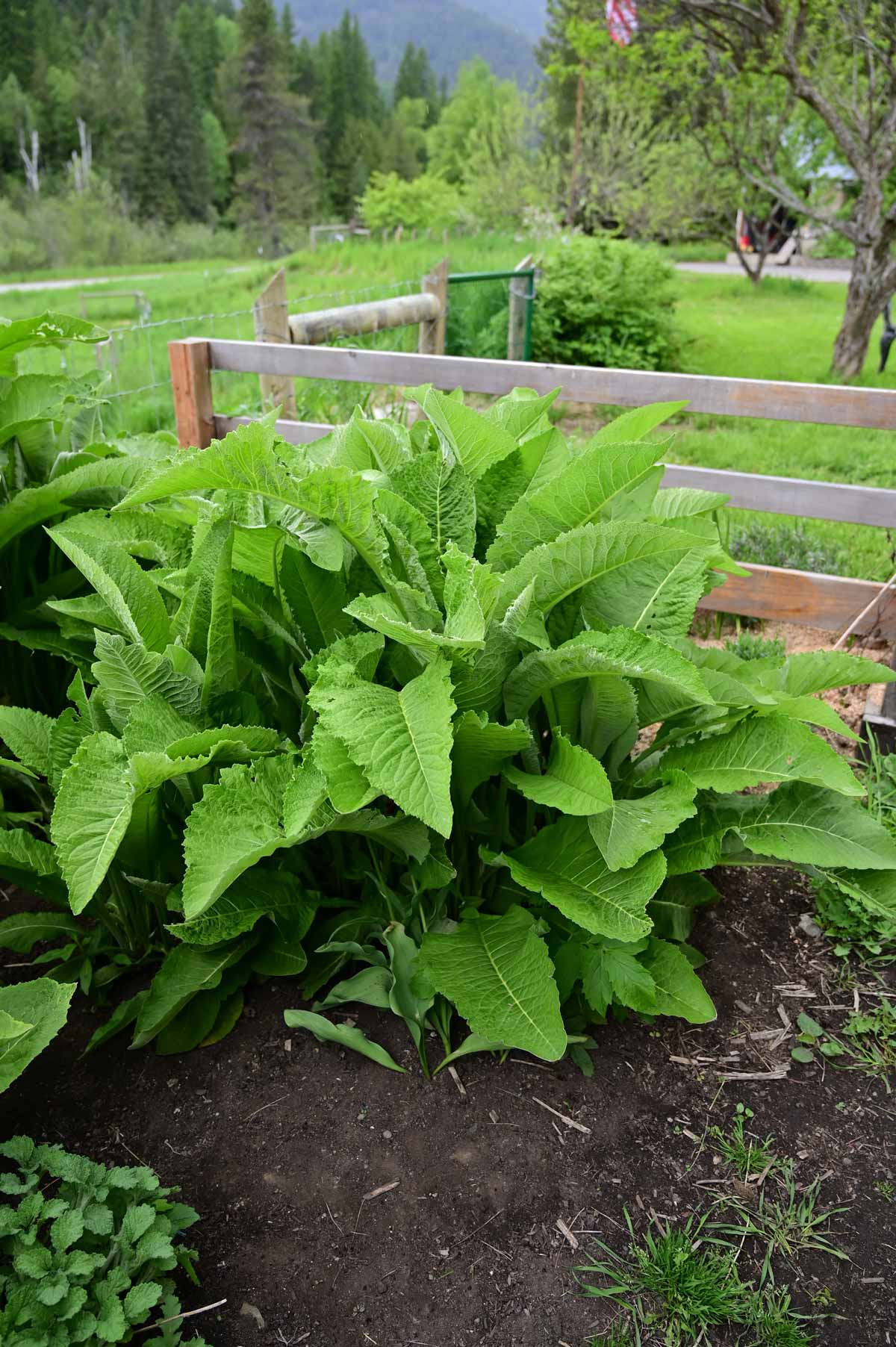 Elecampane Benefits and Growing Guide — Homesteading Family