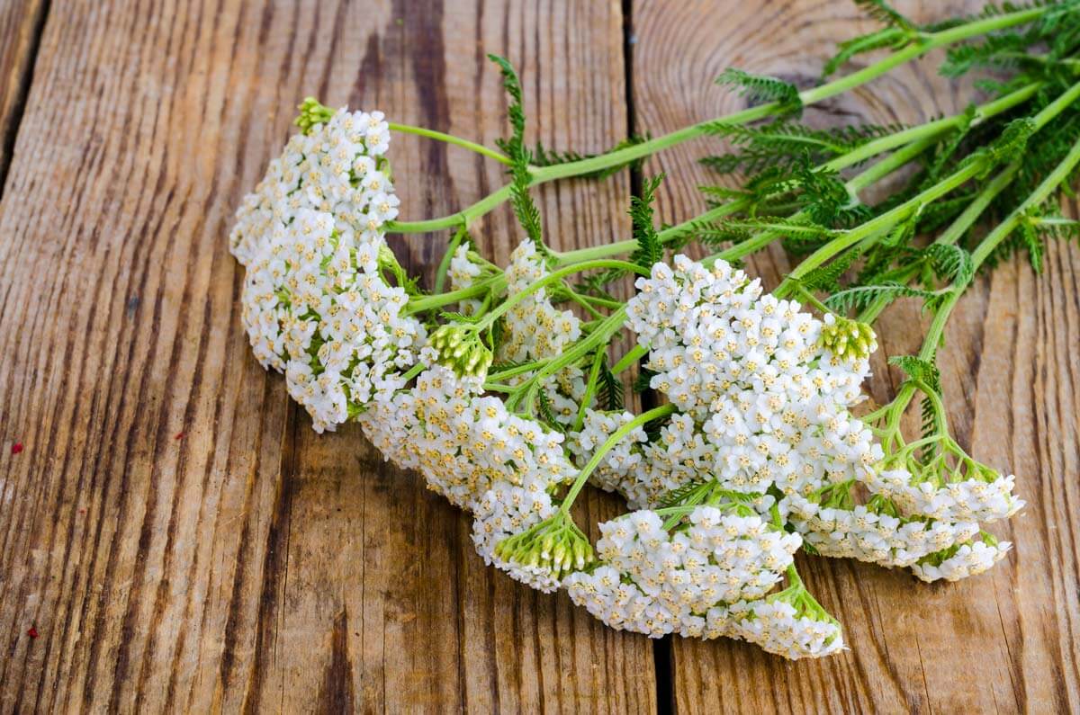 Yarrow Plant: A Resilient and Versatile Herbal Remedy — Homesteading Family