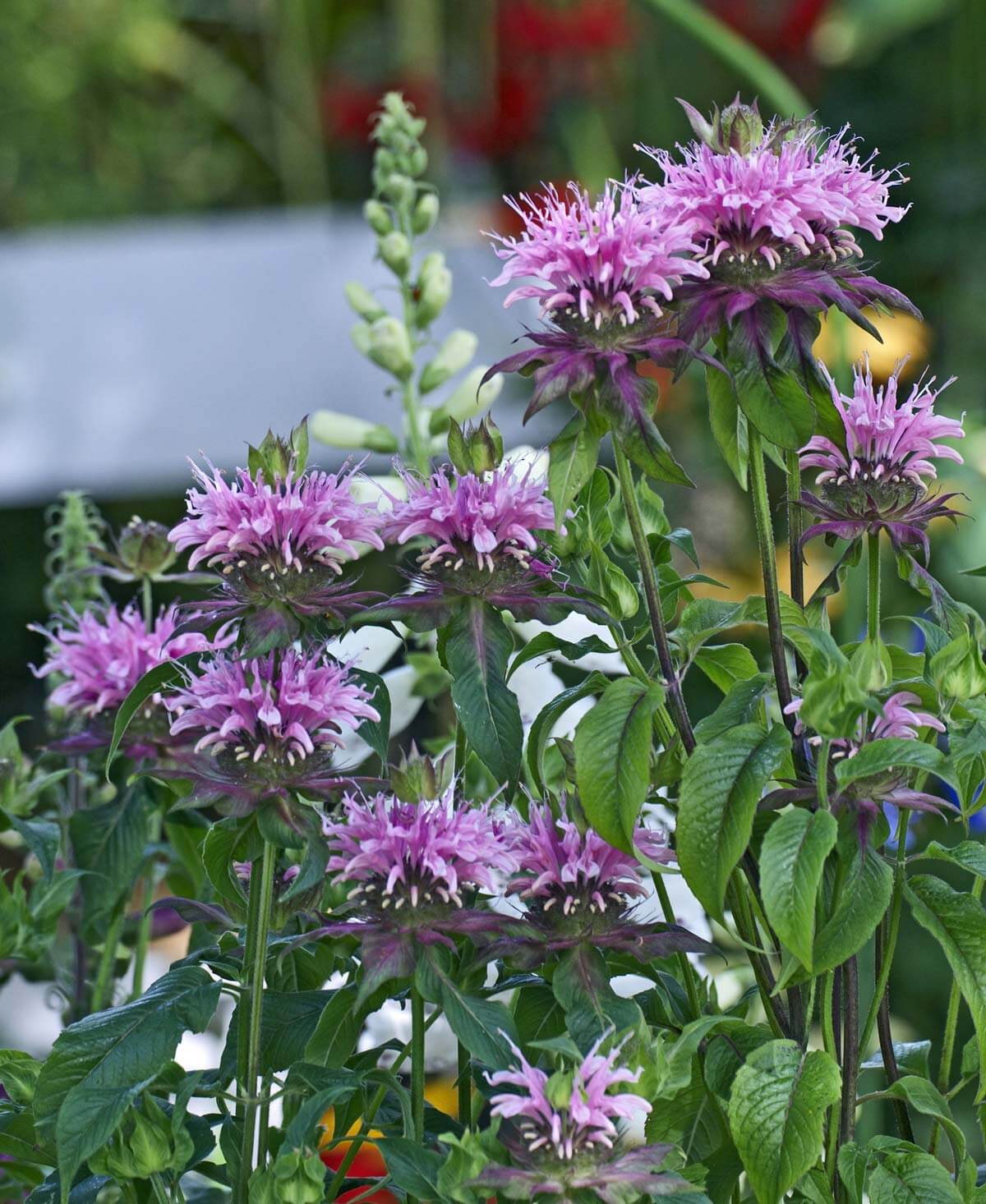 Bee Balm Plant: Grow This Easy-Care Perennial Flower — Homesteading Family