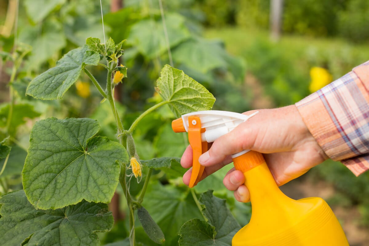 Garden Pest Control: Protecting Your Plants Naturally — Homesteading Family