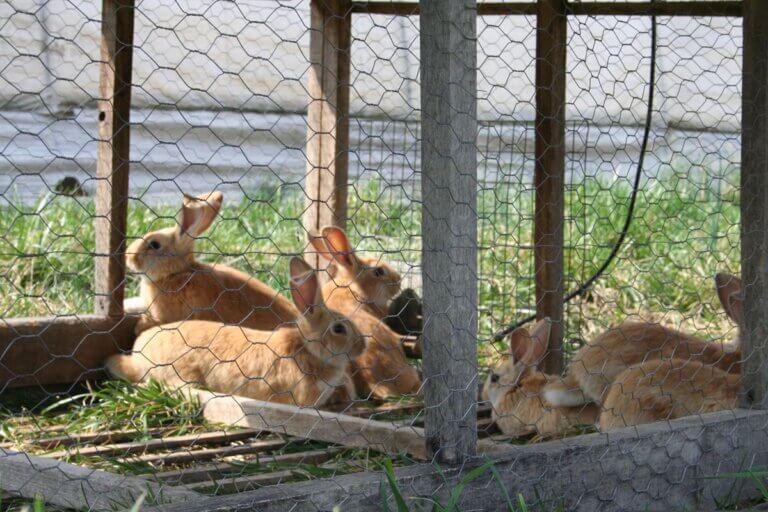 Raising Rabbits for Meat: A Comprehensive Guide — Homesteading Family