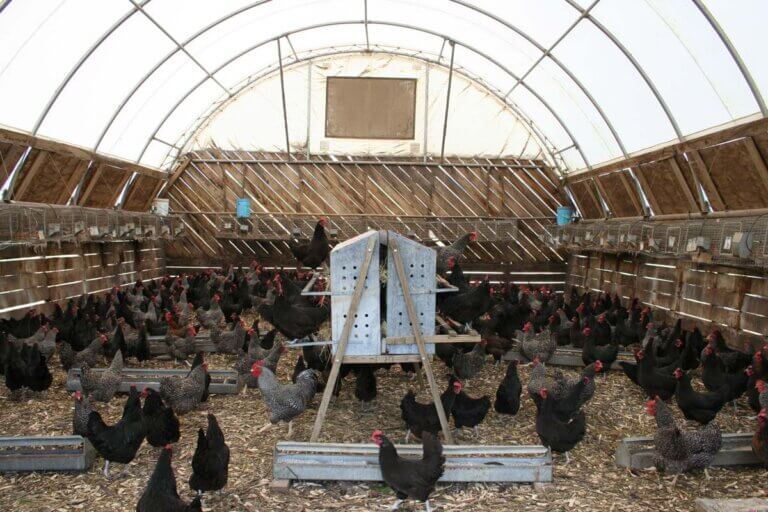 Raising Rabbits for Meat: A Comprehensive Guide — Homesteading Family