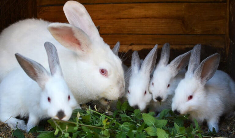 Raising Rabbits for Meat: A Comprehensive Guide — Homesteading Family