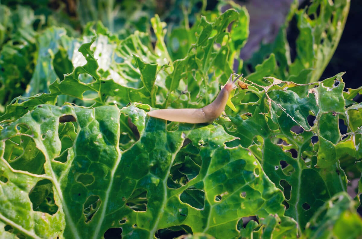 Garden Pest Control: Protecting Your Plants Naturally — Homesteading Family