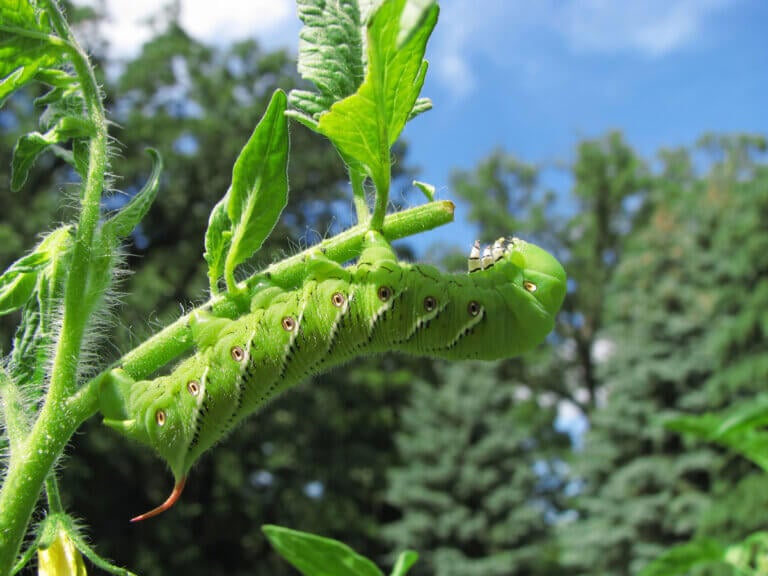 Tomato String Trellis: Growing Tomatoes Vertically — Homesteading Family