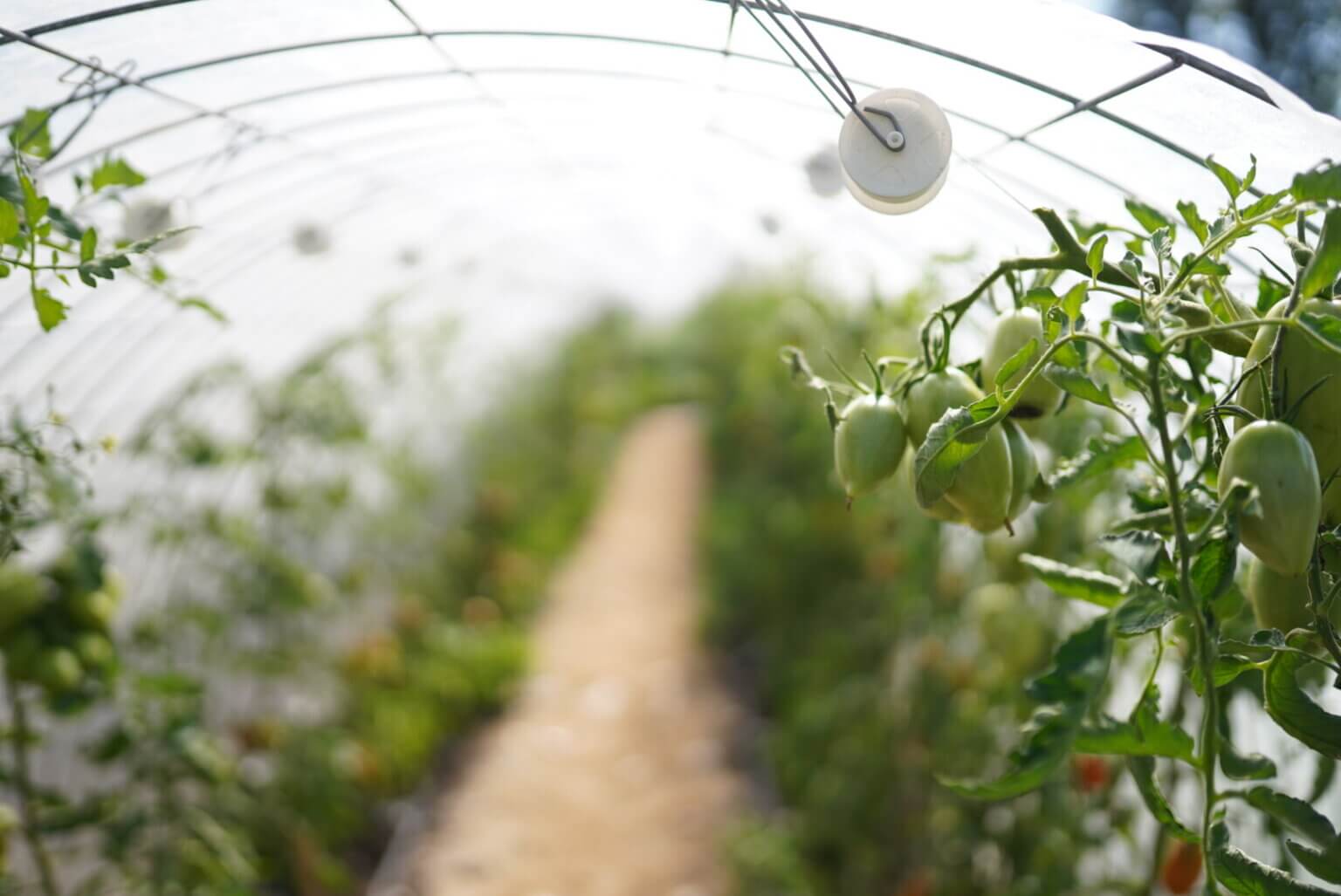 Tomato String Trellis: Growing Tomatoes Vertically — Homesteading Family