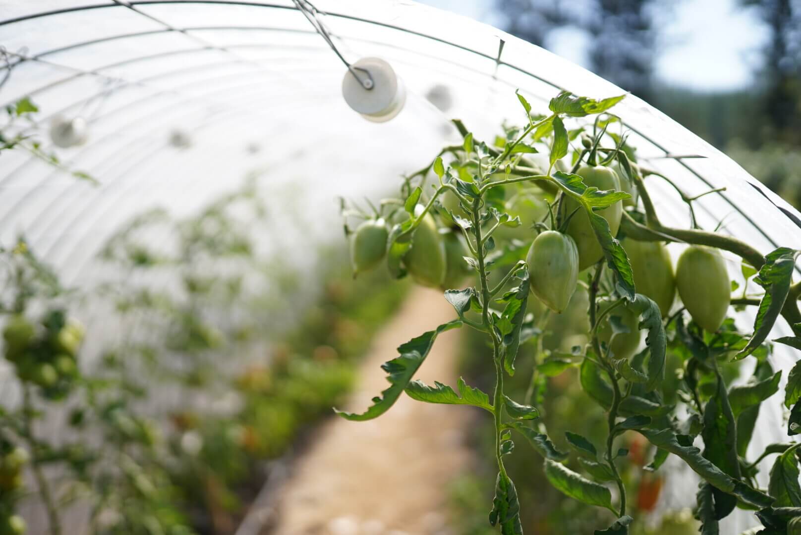 Tomato String Trellis: Growing Tomatoes Vertically — Homesteading Family