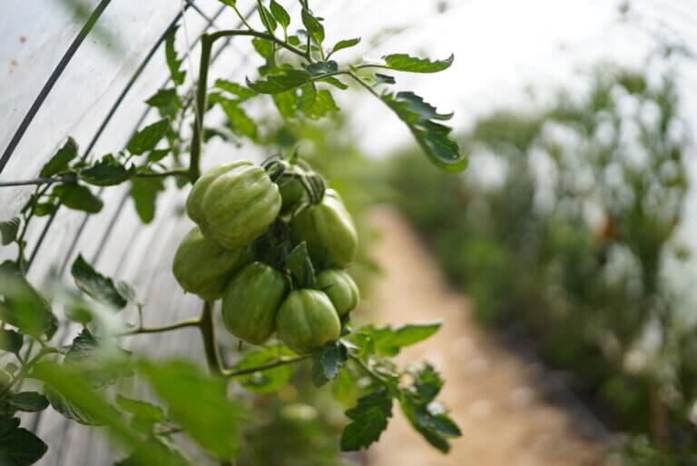 Growing Tomatoes in Cold Climates (7 Tips for Success) — Homesteading ...