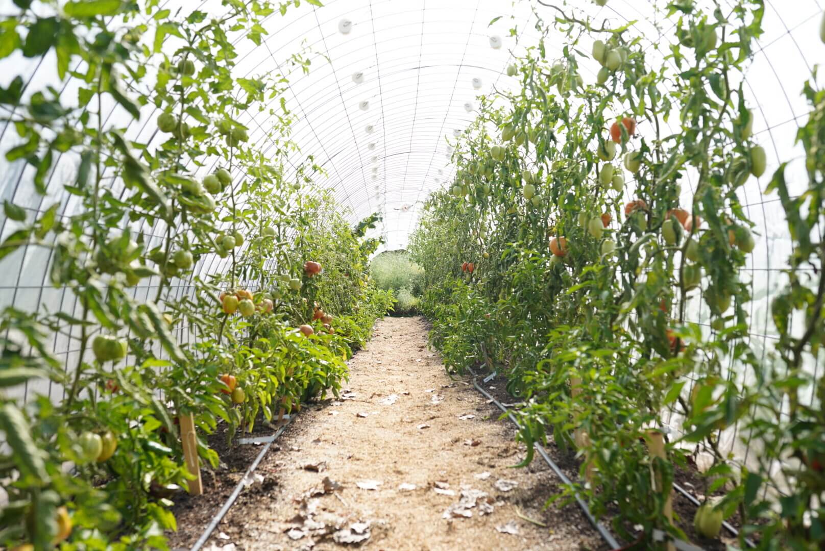 Tomato String Trellis: Growing Tomatoes Vertically — Homesteading Family