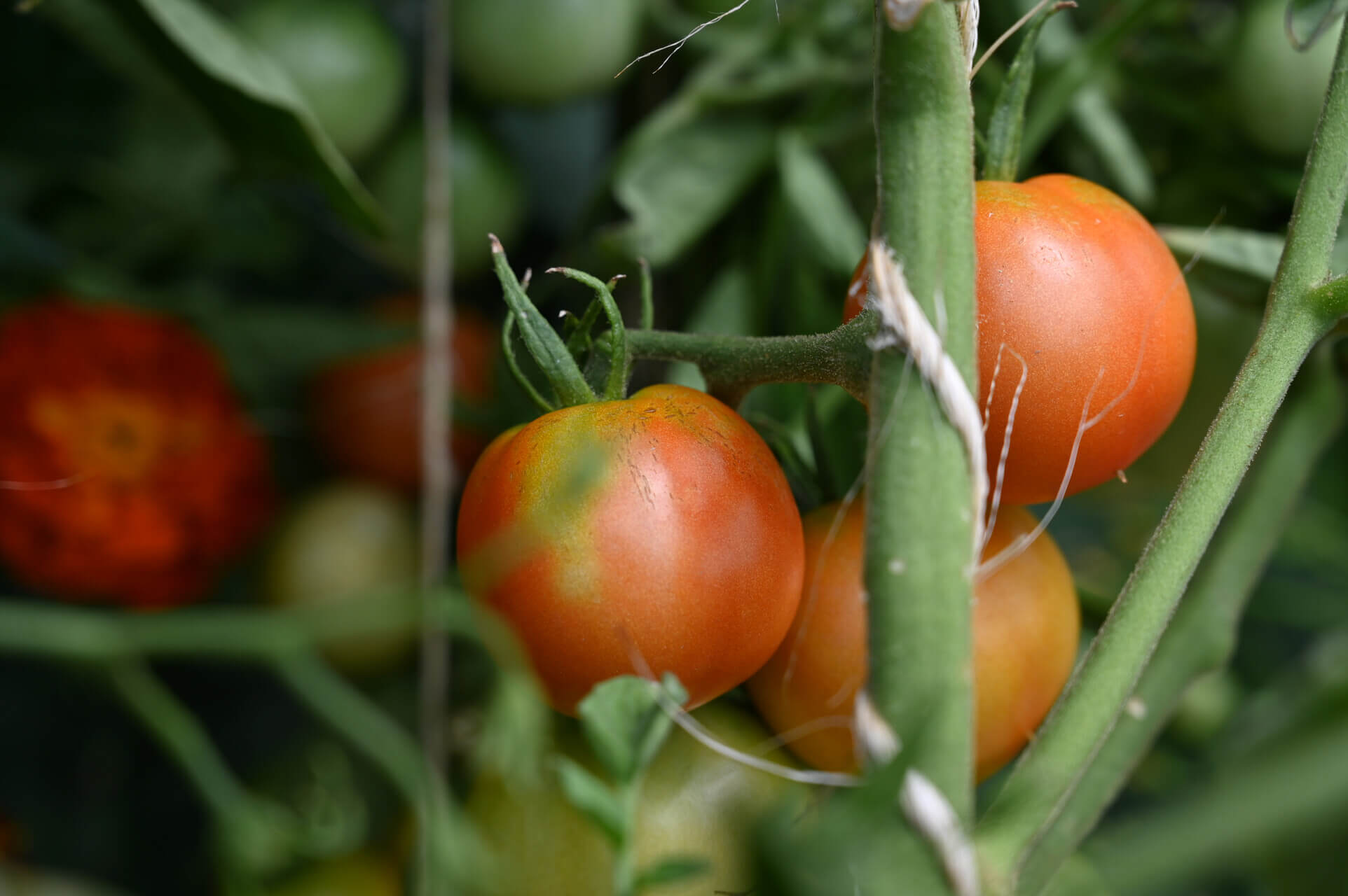 Tomato String Trellis: Growing Tomatoes Vertically — Homesteading Family