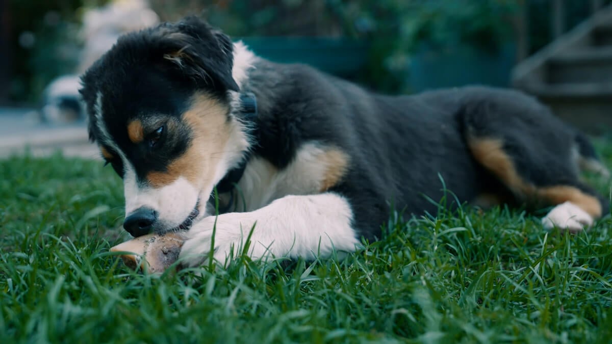 How to Choose a Great Homestead Dog — Homesteading Family