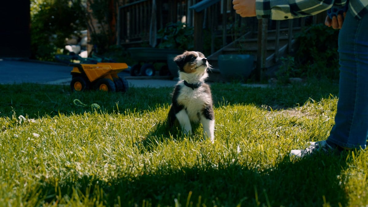 How to Choose a Great Homestead Dog — Homesteading Family