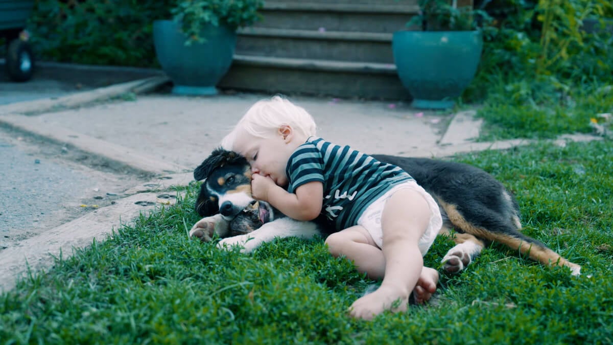 How to Choose a Great Homestead Dog — Homesteading Family