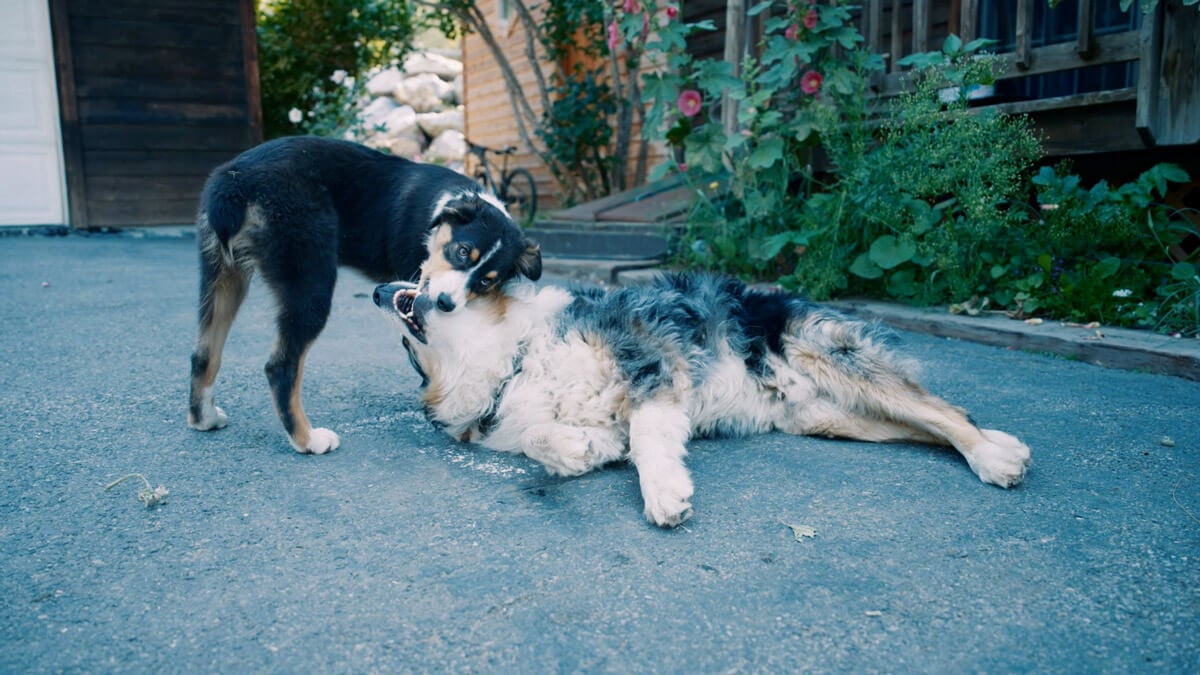 How to Choose a Great Homestead Dog — Homesteading Family