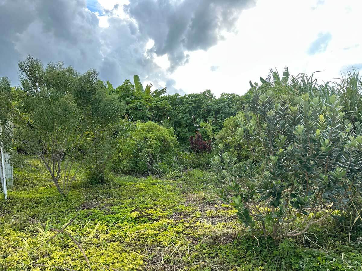 Designing a Food Forest: Everything You Need to Know to Get Started ...