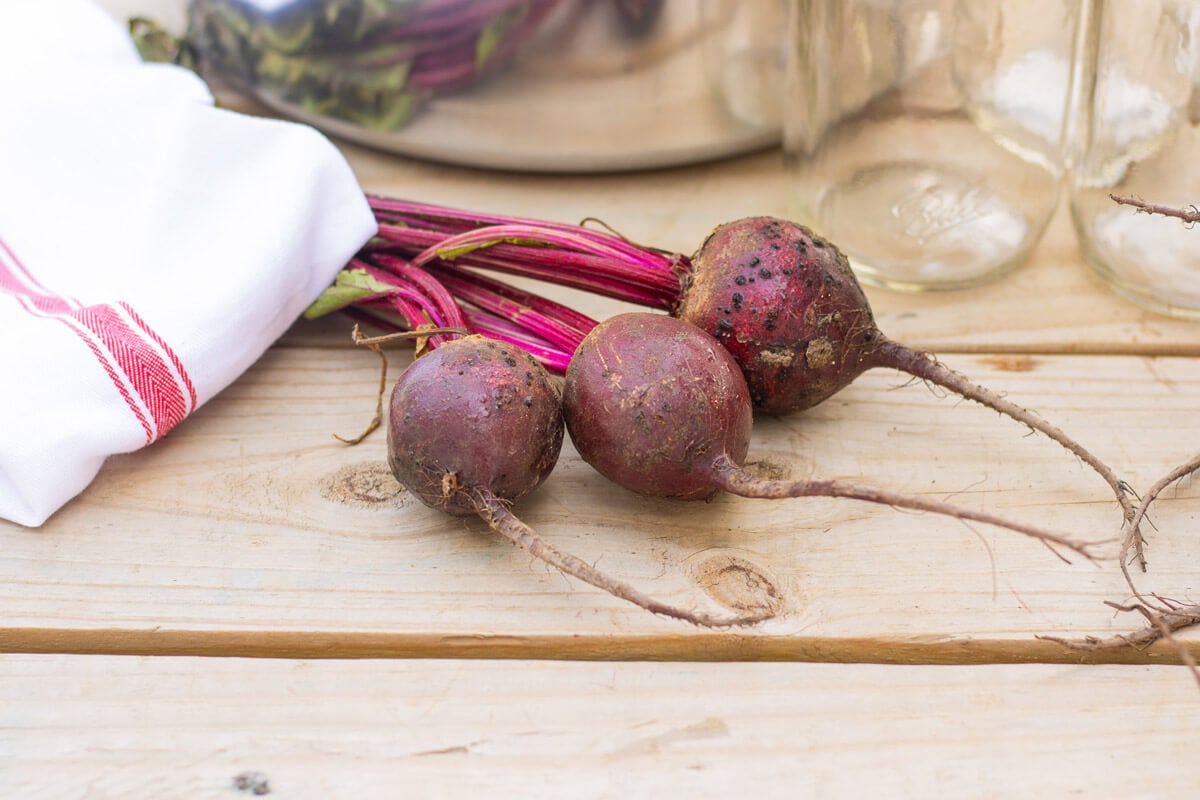 Canned Beets: A Homestead Pantry Staple — Homesteading Family