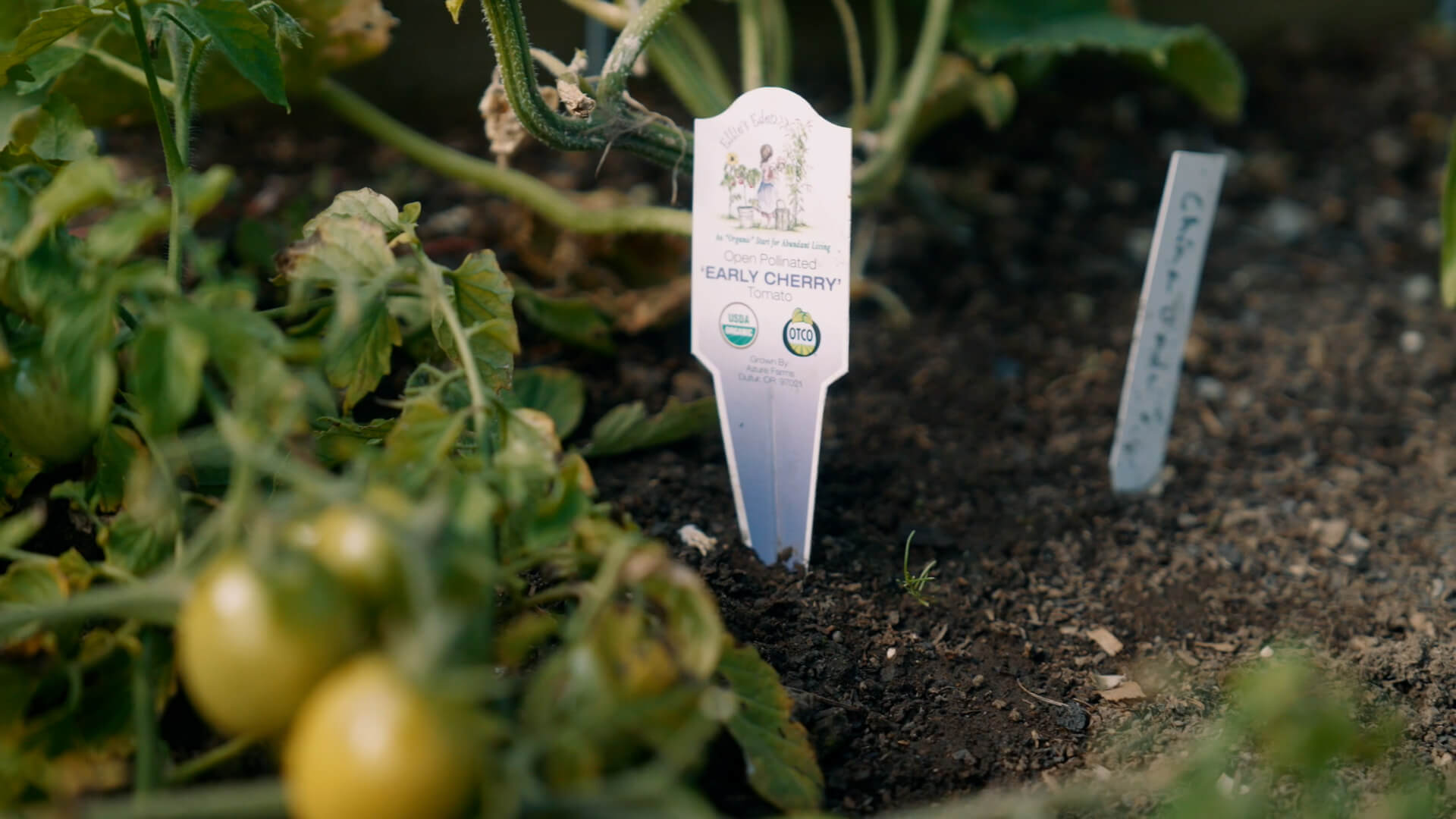 Growing Tomatoes in Cold Climates (7 Tips for Success) — Homesteading ...