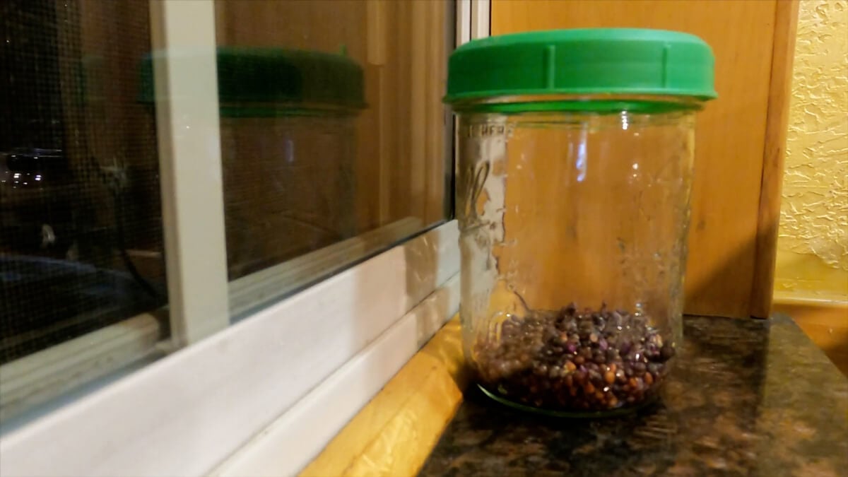 How to Grow Sprouts at Home (Easy Step-by-Step Directions ...